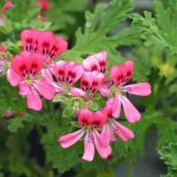 Oak-Leaved Geranium (Pelargonium quercifolium) in the Pelargoniums ...