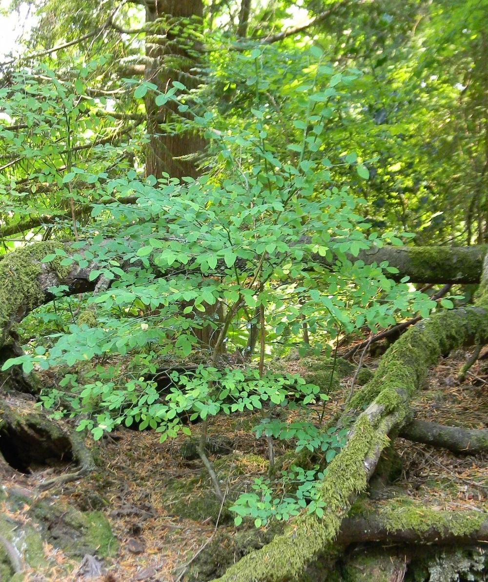 Photo of the entire plant of Red Huckleberry (Vaccinium parvifolium ...