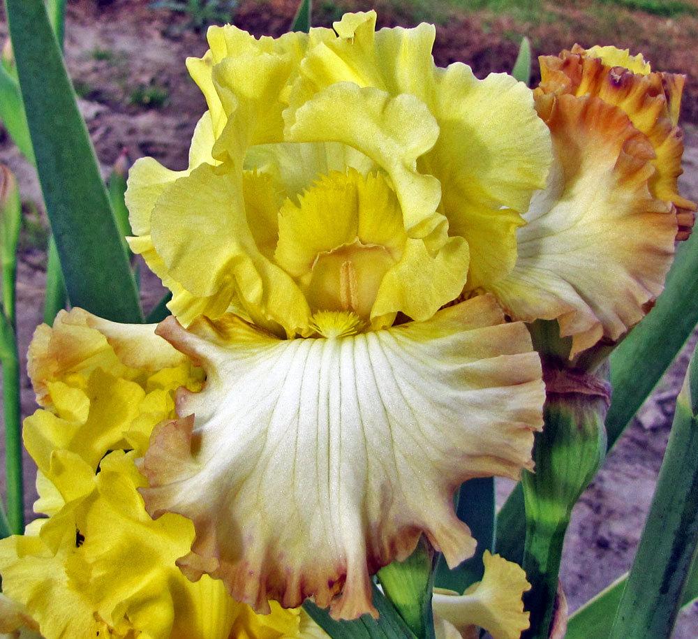 Tall Bearded Iris (Iris 'Autumn Ring') in the Irises Database - Garden.org