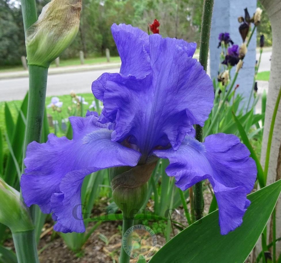 Tall Bearded Iris (Iris 'Mer du Sud') in the Irises Database - Garden.org
