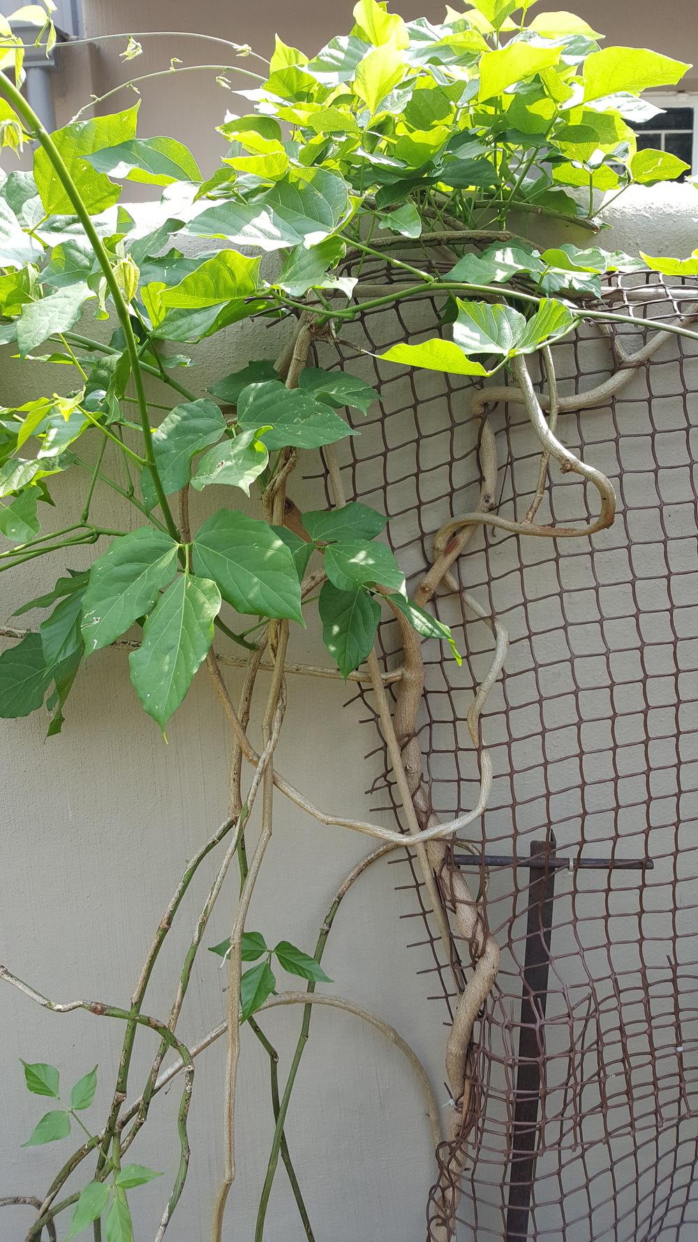 Help ID creeper please in the Plant ID forum - Garden.org