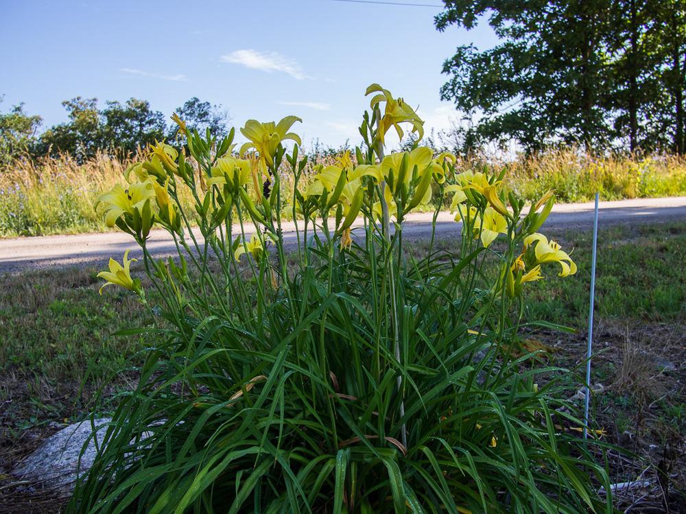 Photo of the entire plant of Daylily (Hemerocallis 'Hyperion') posted ...