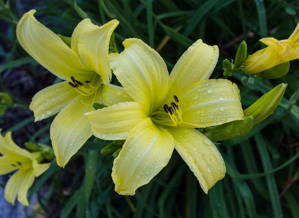 Photo of the bloom of Daylily (Hemerocallis 'Hyperion') posted by ...