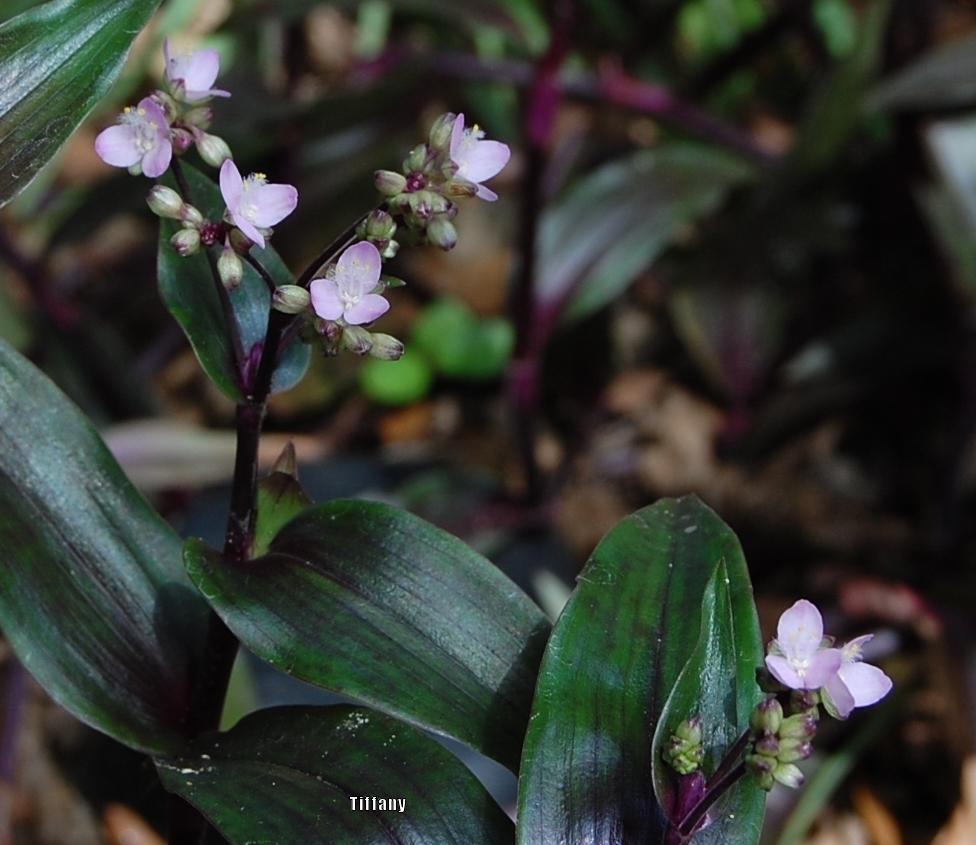 Photo of the bloom of Purple Scimitars (Tripogandra serrulata) posted ...