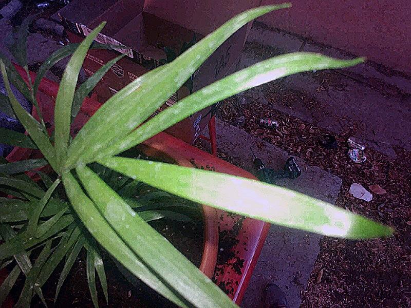 Houseplant ID? in the Plant ID forum - Garden.org