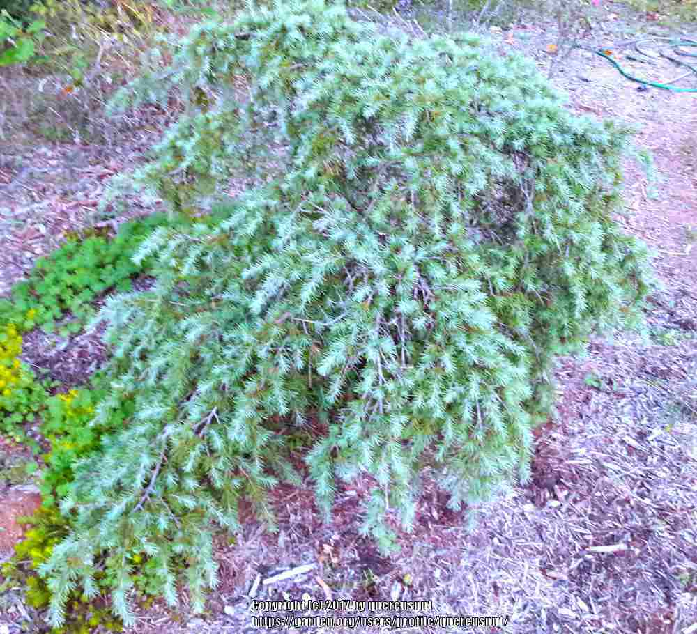 Photo of the entire plant of Deodar Cedar (Cedrus deodara 'Feelin' Blue ...