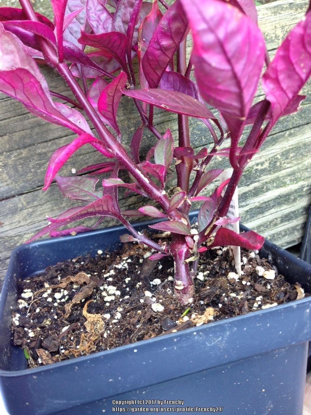 Photo of the stem, scape, stalk or bark of Calico Plant (Alternanthera ...