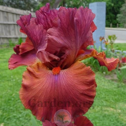 Tall Bearded Iris (Iris 'Popstar') in the Irises Database - Garden.org