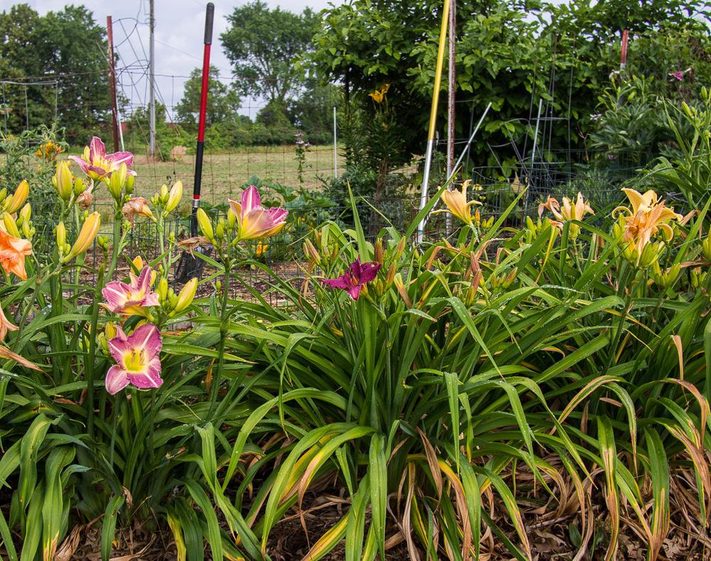 Photo of the entire plant of Daylily (Hemerocallis 'Summer Wine ...