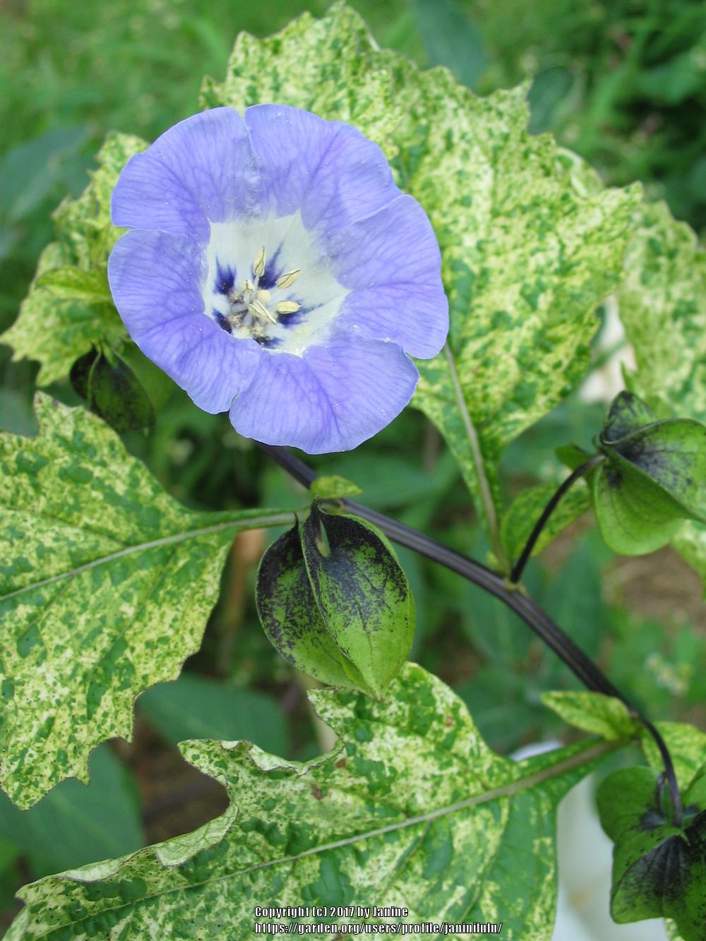 Photo of the bloom of Apple of Peru (Nicandra physalodes 'Splash of ...
