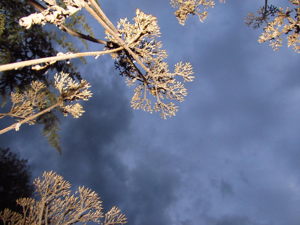 Woolly Yarrow (Achillea tomentosa 'Moonlight') in the Yarrows Database ...