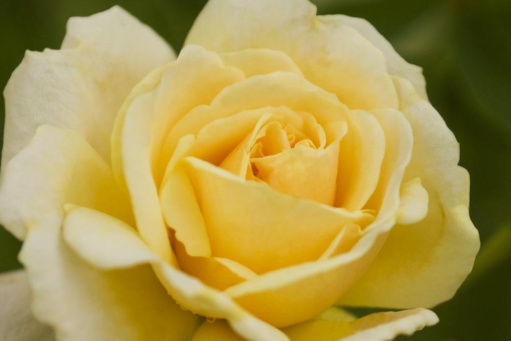 Rose (Rosa 'Sophia Renaissance') in the Roses Database - Garden.org