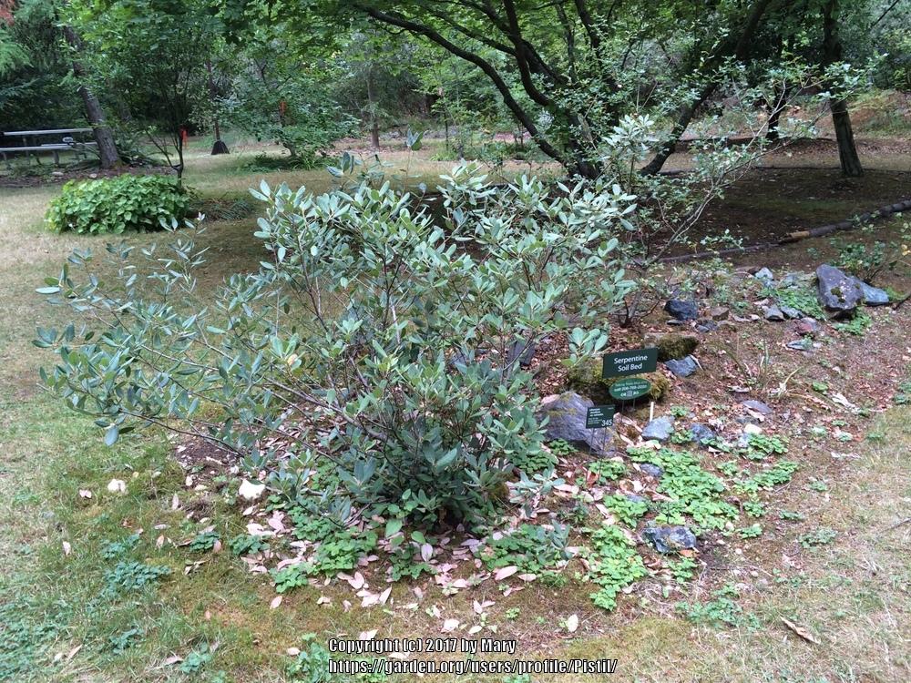 Shrub Tanbark Oak (Notholithocarpus densiflorus var. echinoides ...