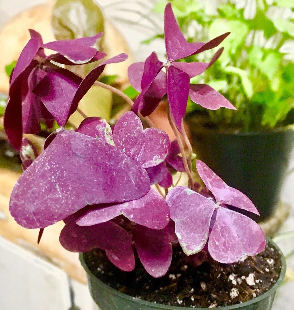 Wood-Sorrel (Oxalis triangularis subsp. papilionacea 'Francis') in the ...