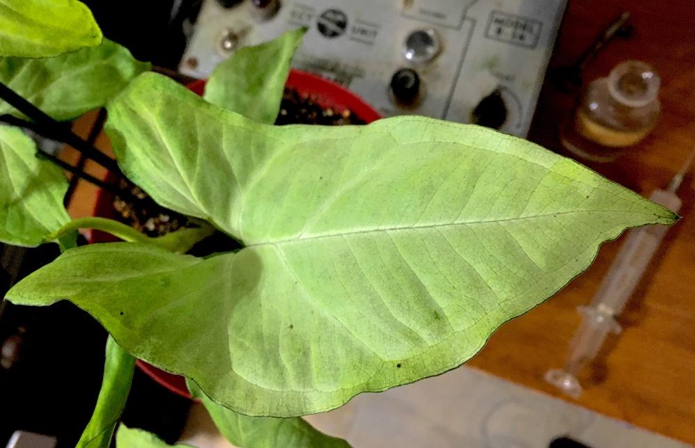 Photo of the leaves of Arrowhead Vine (Syngonium podophyllum 'Bold ...