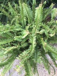 Fern Identification in the Plant ID forum - Garden.org