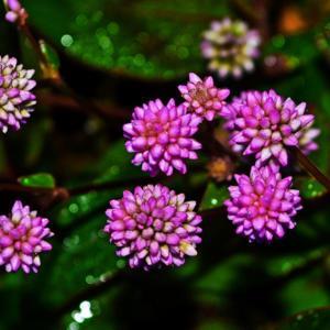 Pink Knotweed (Persicaria capitata) - Garden.org