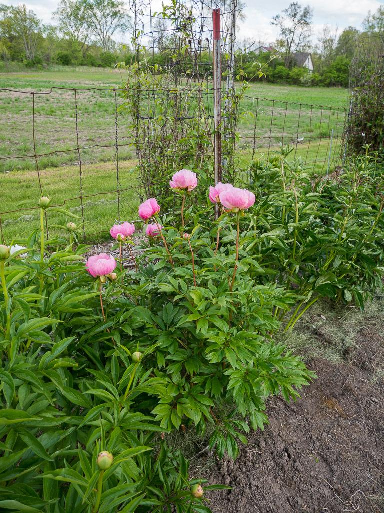 Photo of the entire plant of Peony (Paeonia 'Roselette') posted by ...