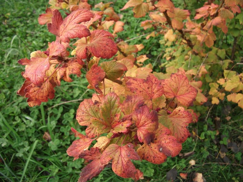 Photo of the fall color of Red Flowering Currant (Ribes sanguineum var ...