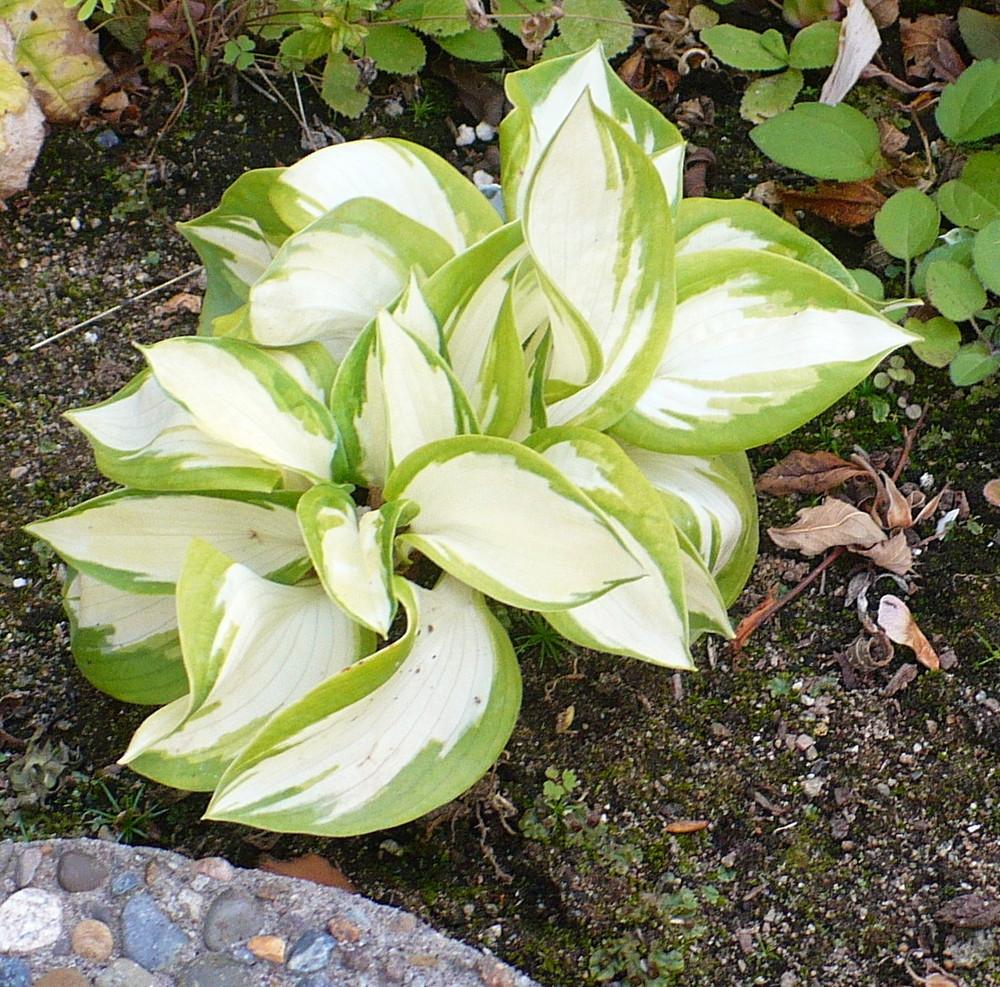 Photo of the fall color of Hosta 'Popcorn' posted by HemNorth - Garden.org