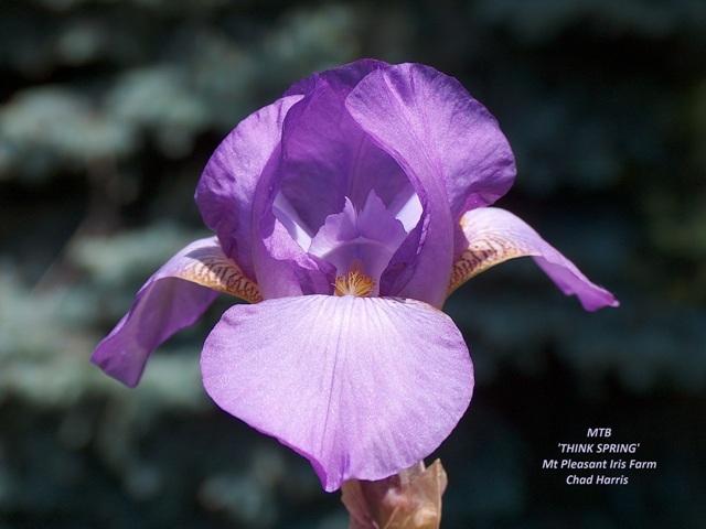 Miniature Tall Bearded Iris (Iris 'Think Spring') in the Irises ...