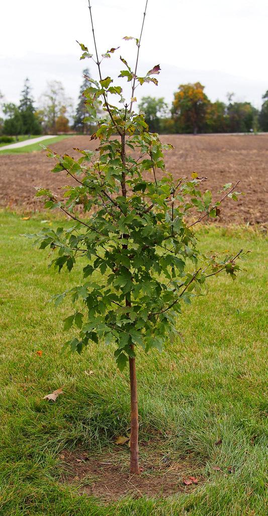Photo of the seedling or young plant of Paperbark Maple (Acer griseum ...