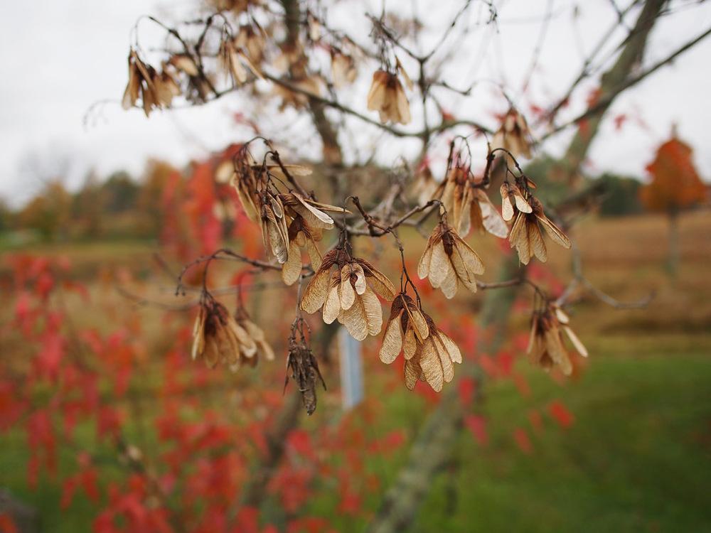 Photo of the seeds of Amur Maple (Acer tataricum subsp. ginnala) posted ...