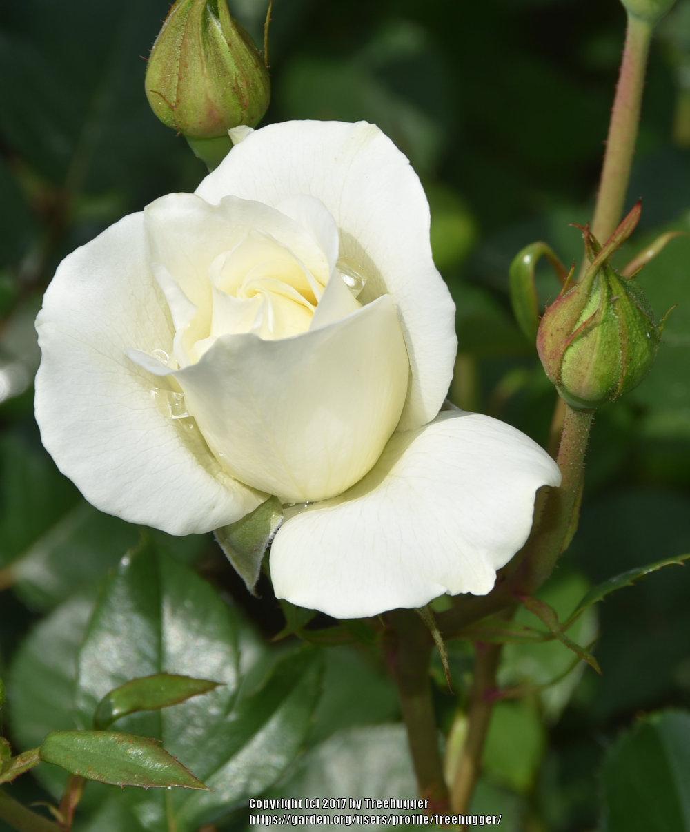 Rose (Rosa 'Moondance') in the Roses Database - Garden.org