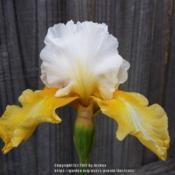 Tall Bearded Iris (Iris 'Certain Magic') in the Irises Database ...