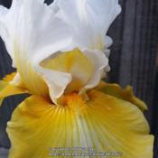 Tall Bearded Iris (Iris 'Certain Magic') in the Irises Database ...
