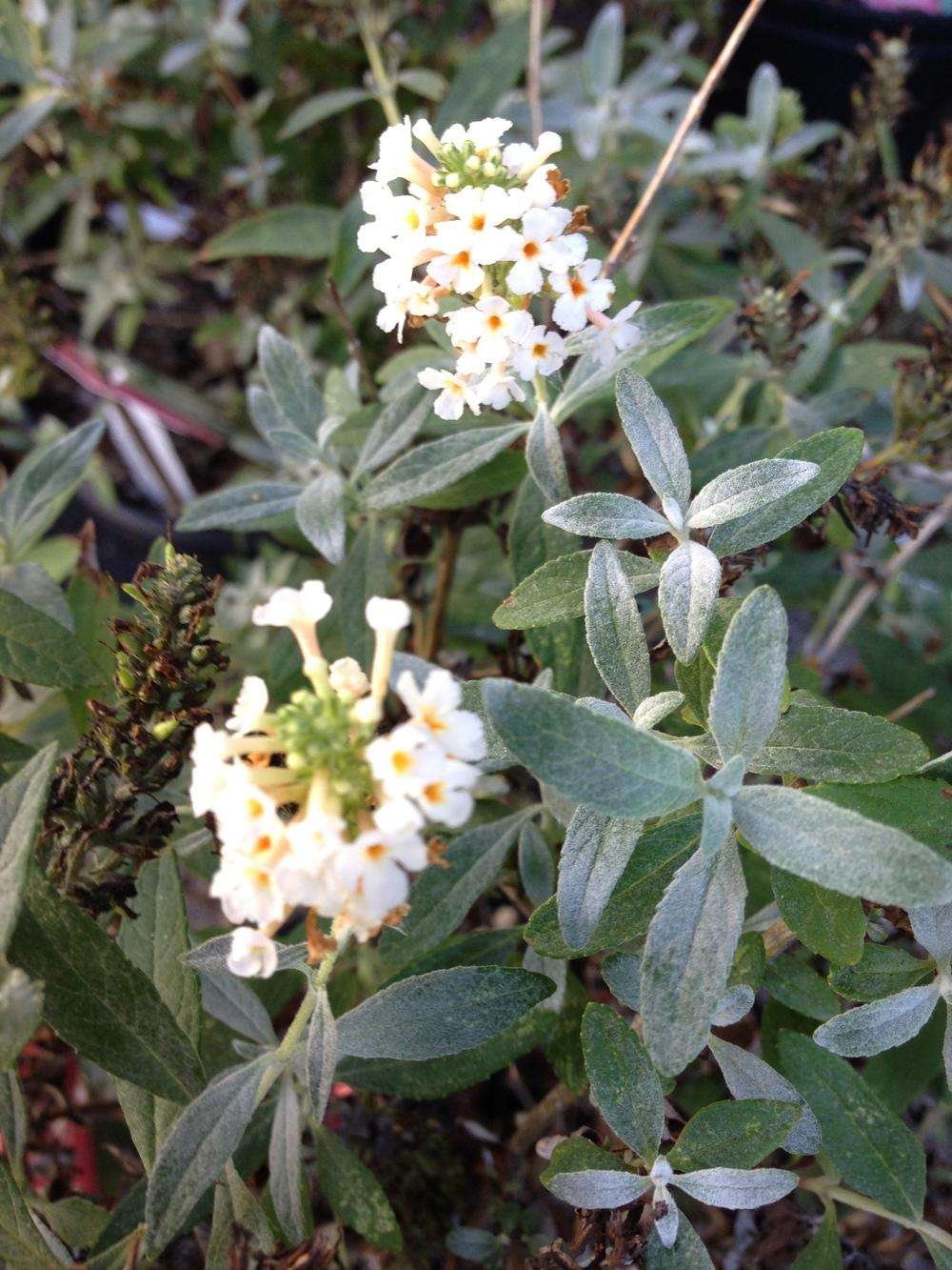 Photo of the bloom of Butterfly Bush (Buddleja davidii Buzz™ Ivory ...