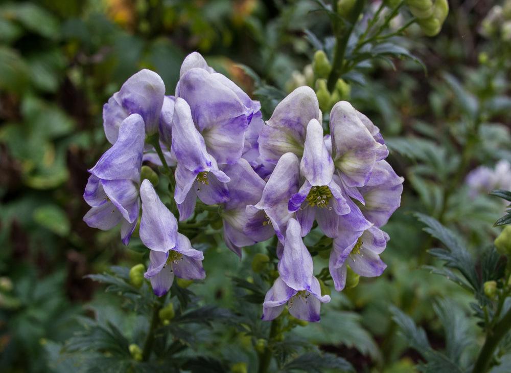 Photo of the bloom of Monkshood (Aconitum 'Cloudy') posted by ...