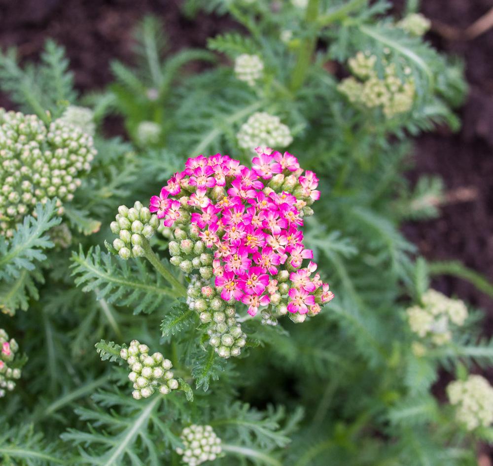 Photo of the bloom of Yarrow (Achillea Desert Eve™ Deep Rose) posted by ...