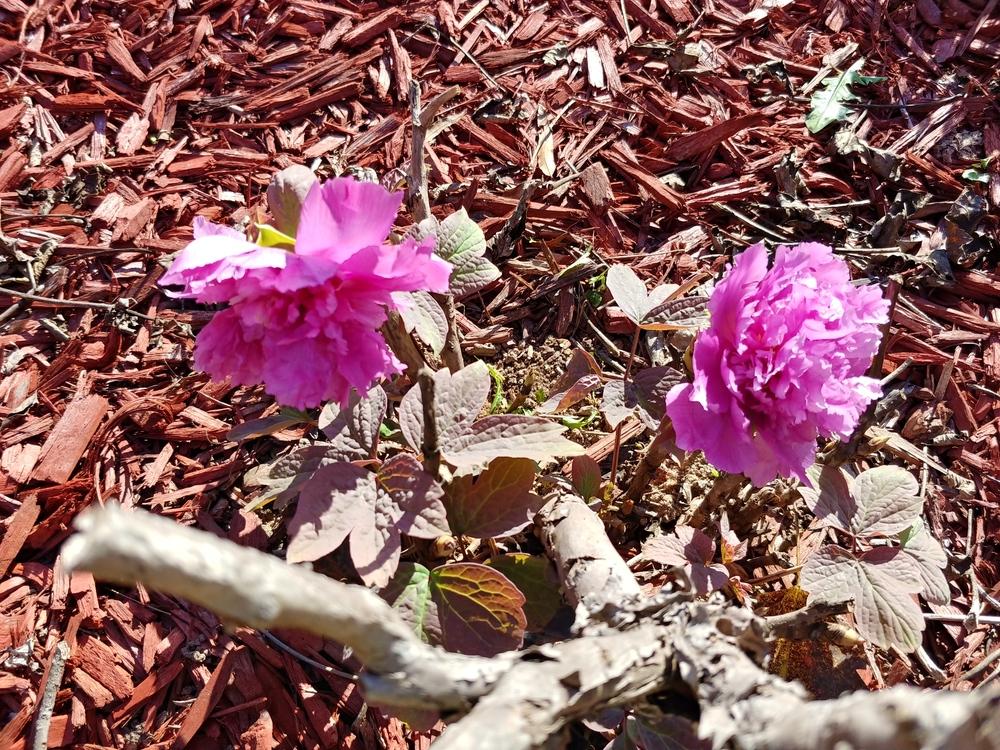 Fall Tree Peony Blooms in the Peonies forum - Garden.org