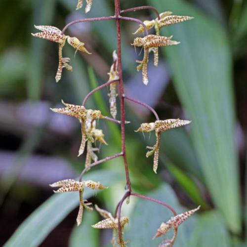 Orchid (Gongora maculata) - Garden.org