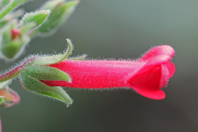 Island Snapdragon (Gambelia speciosa) - Garden.org
