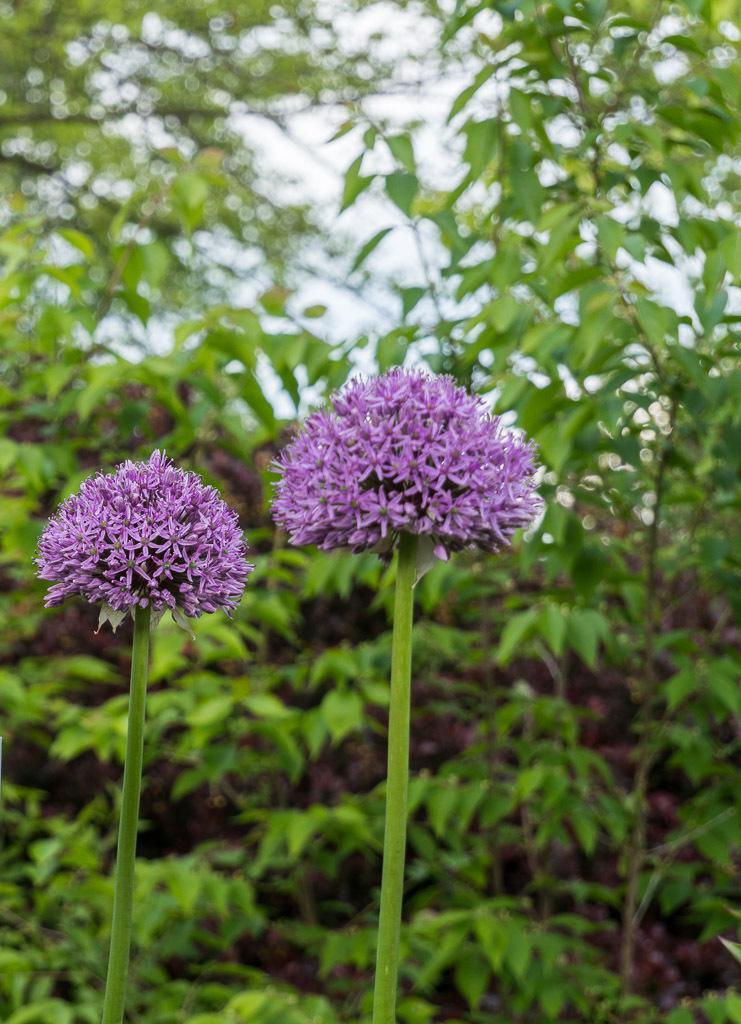 Photo of the bloom of Giant Allium (Allium giganteum 'Globemaster ...