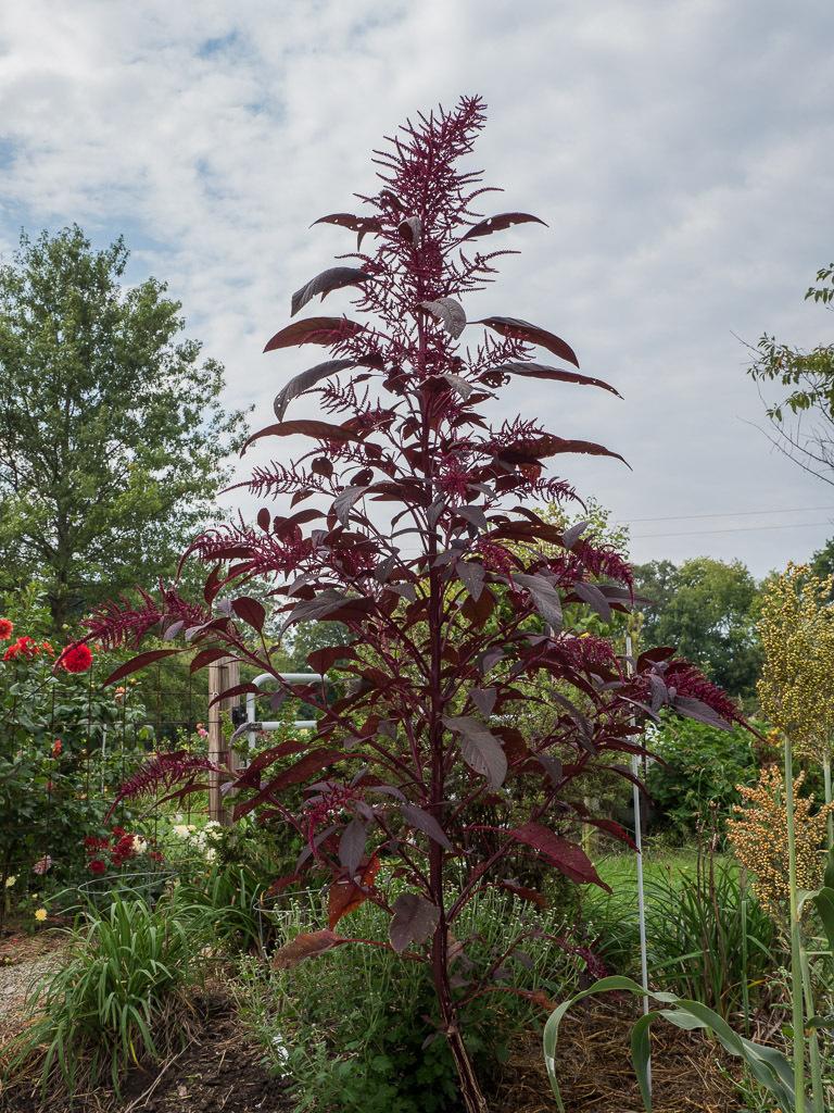 Photo of the entire plant of Purple Amaranth (Amaranthus ...