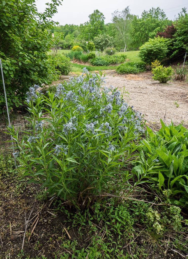 Photo of the entire plant of Willow Amsonia (Amsonia tabernaemontana ...