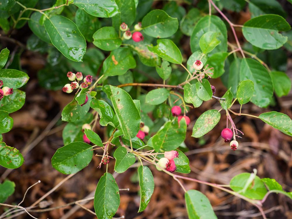 Photo of the fruit of Serviceberry (Amelanchier alnifolia 'Regent ...