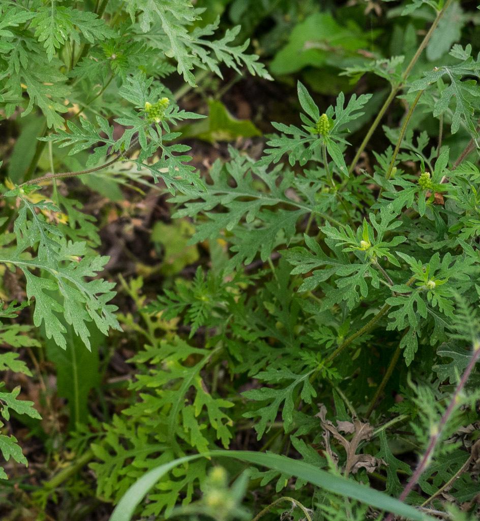 Photo of the bloom of Common Ragweed (Ambrosia artemisiifolia) posted ...