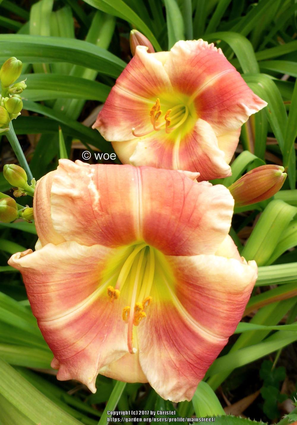 Photo of the bloom of Daylily (Hemerocallis 'Rosetta Marzapane') posted ...