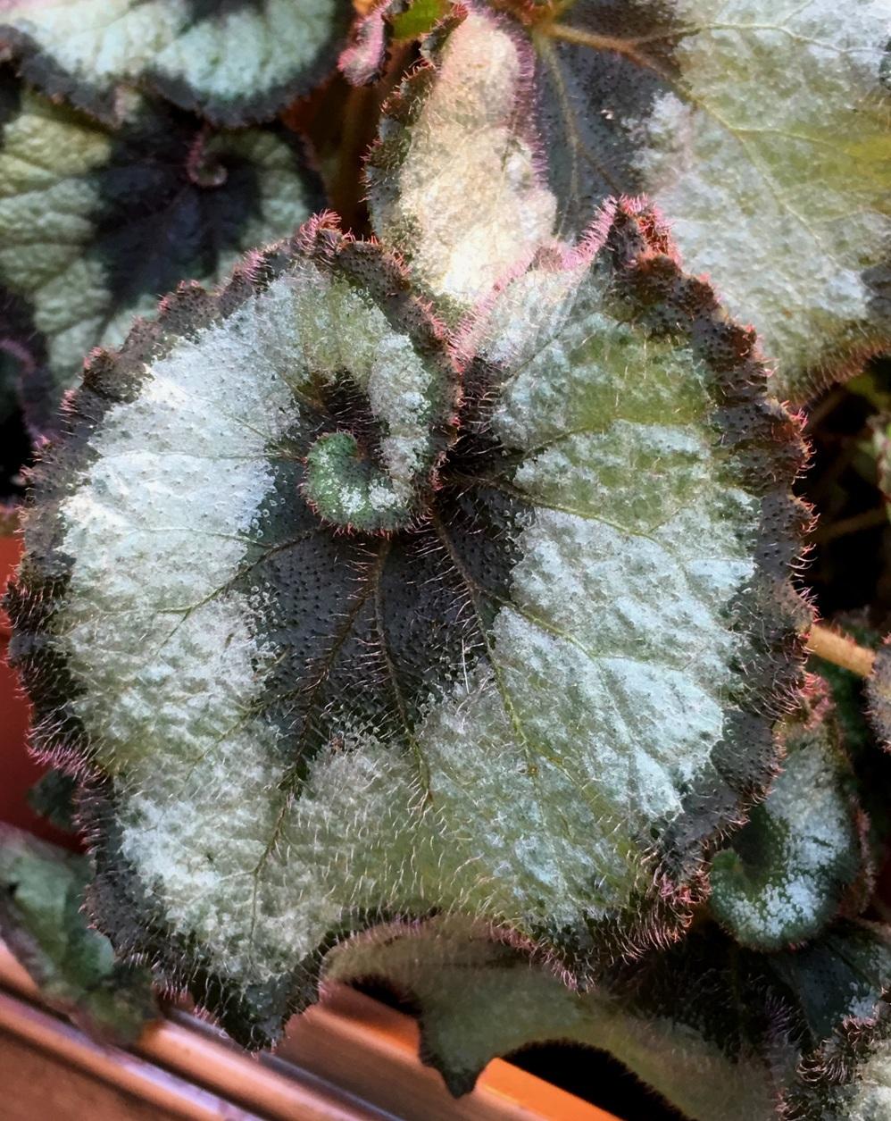 Rex-cultorum Begonia (Begonia 'Princess of Hanover') in the Begonias ...