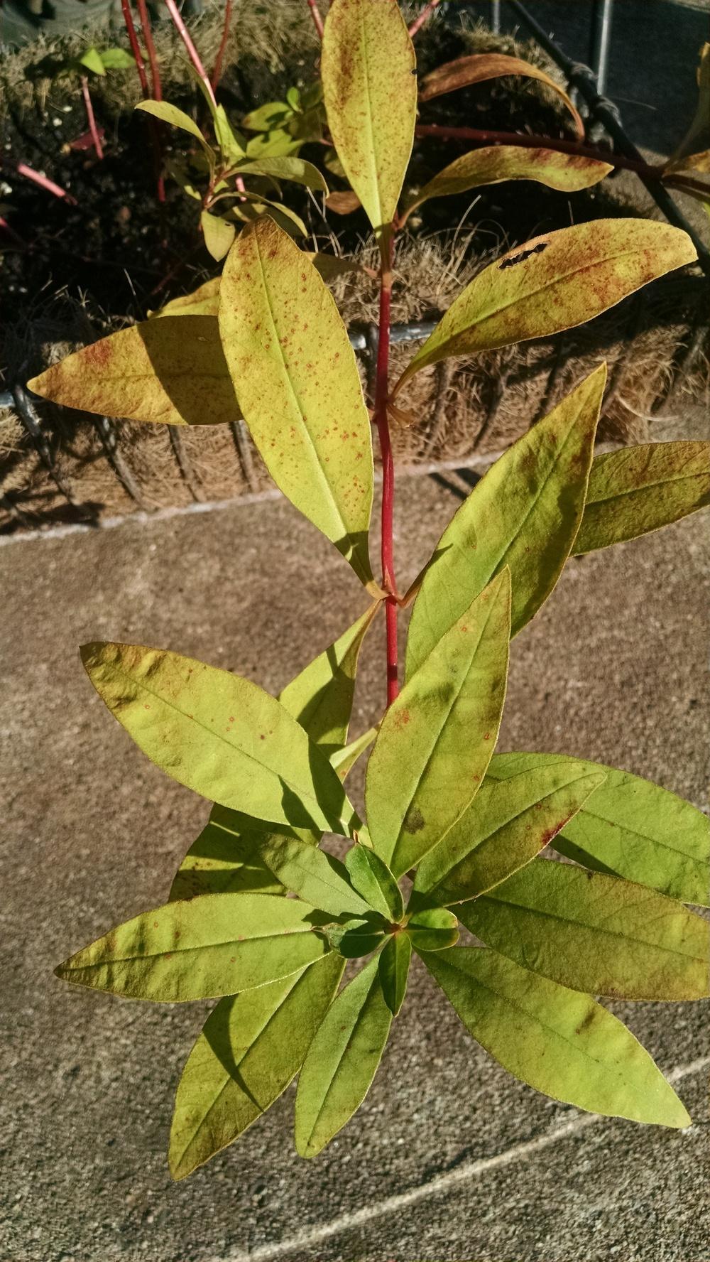 Red stems in every direction. Plant ID in the Plant ID forum - Garden.org