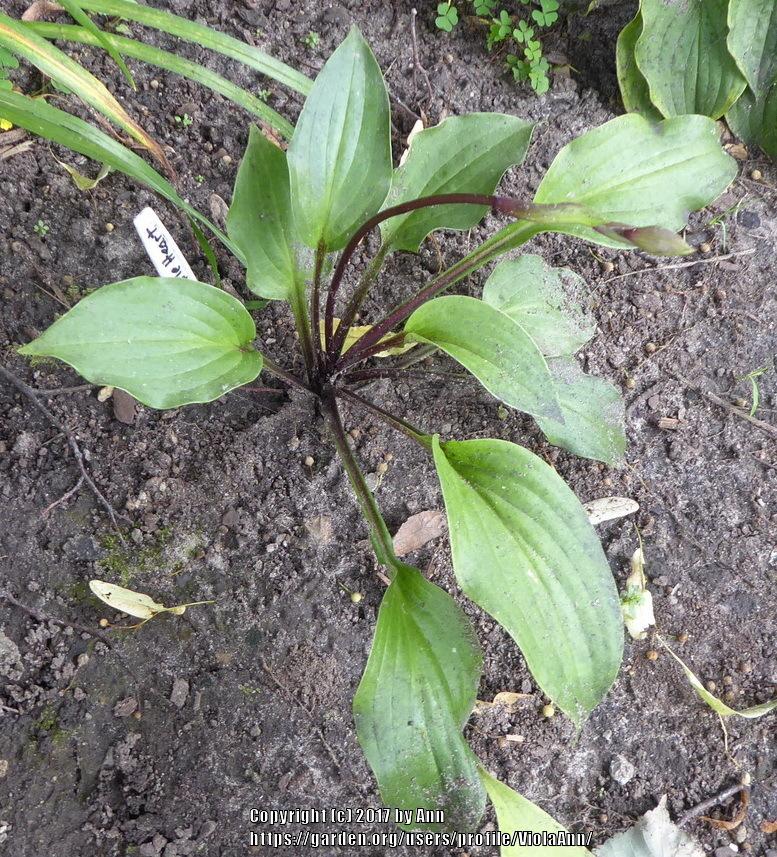 What is the best way to sprout my Hosta seeds? in the Hostas forum ...