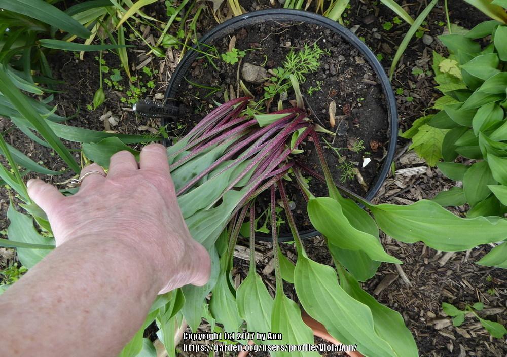 What is the best way to sprout my Hosta seeds? in the Hostas forum ...
