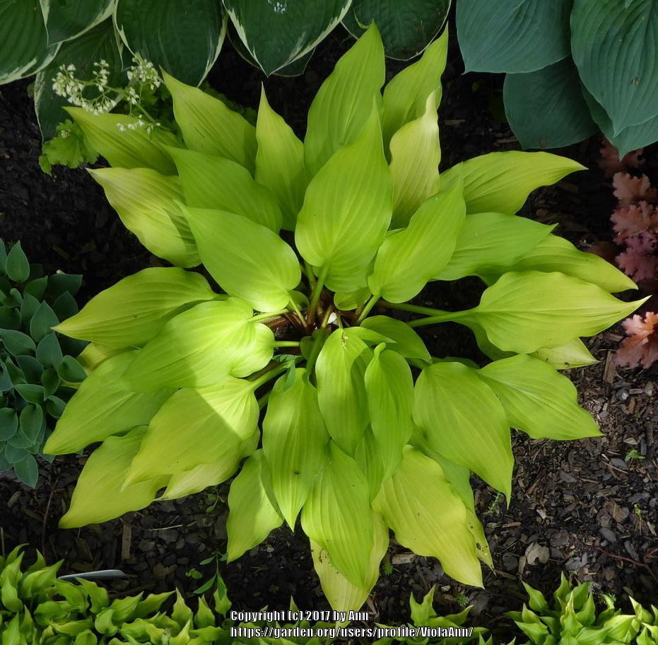 What is the best way to sprout my Hosta seeds? in the Hostas forum ...