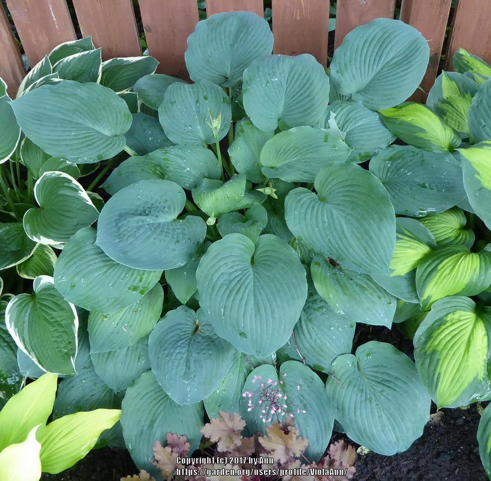 What is the best way to sprout my Hosta seeds? in the Hostas forum ...