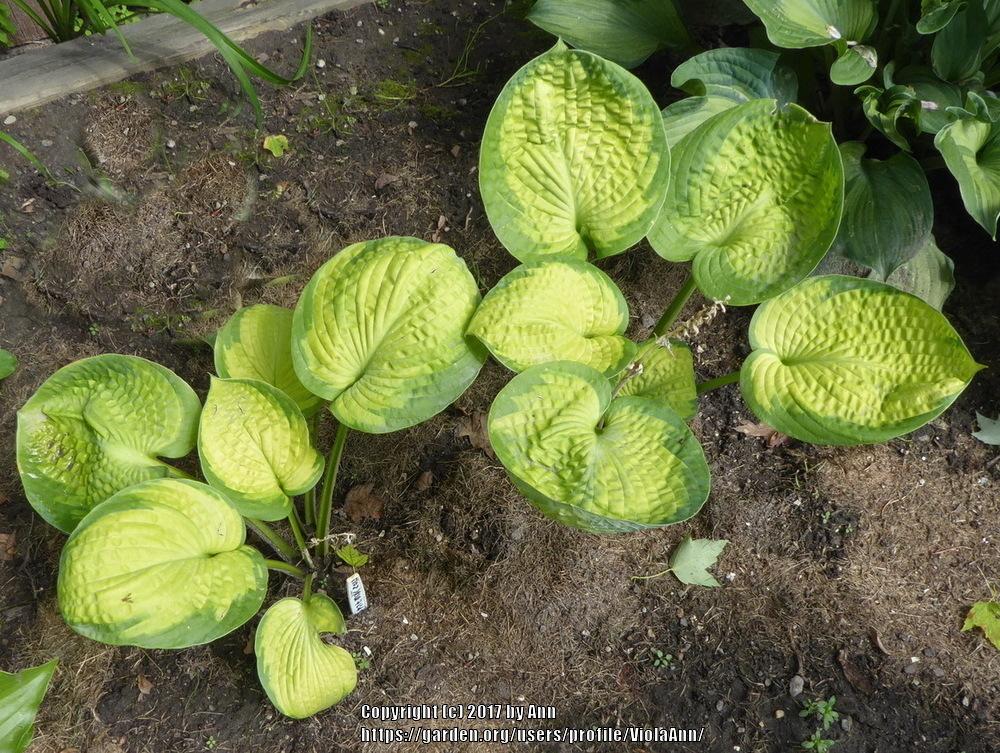 What is the best way to sprout my Hosta seeds? in the Hostas forum ...