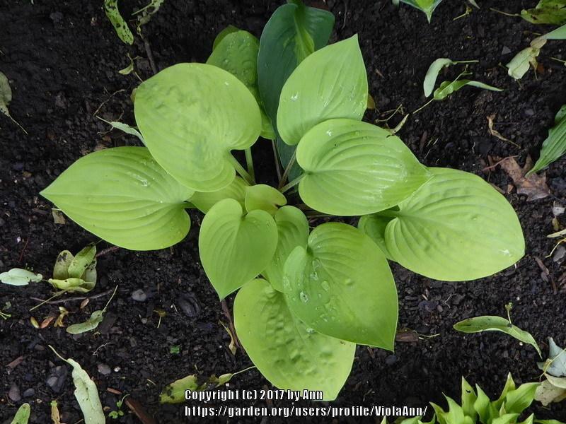 What is the best way to sprout my Hosta seeds? in the Hostas forum ...